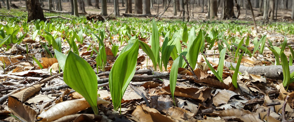 Spring Into Ramp Season - Newport Wilderness Society